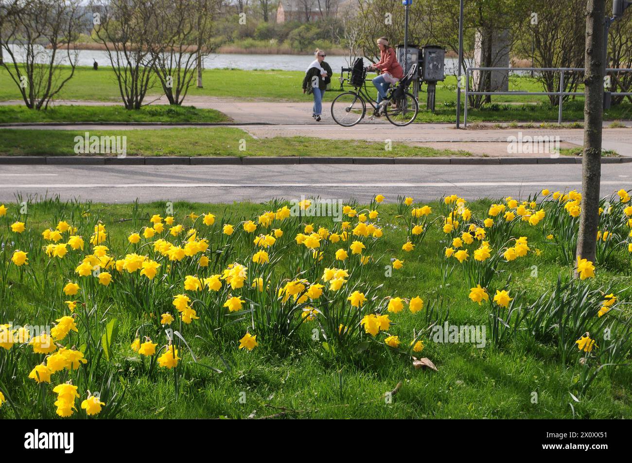 Copenhagen, Denmark /14 April 2024/.Daffodils flowers andothr flowers ...