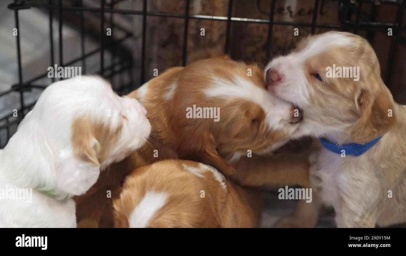 Family of Newborn Puppies, Cute Baby Dogs, Red and White Spaniel Pups ...