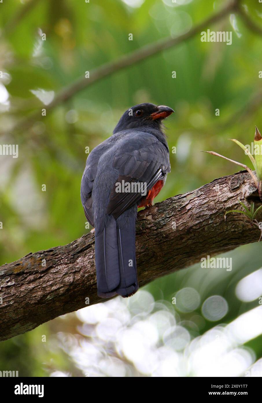 Female Slaty-tailed Trogon, Trogon massena hoffmanni, Trogonidae ...