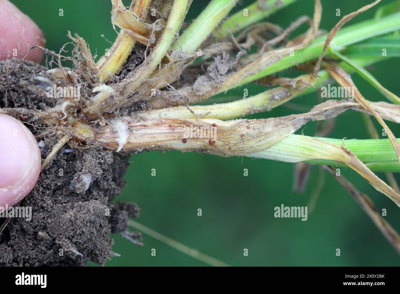 Symptoms of Typhula blight (commonly called gray snow mold or speckled ...