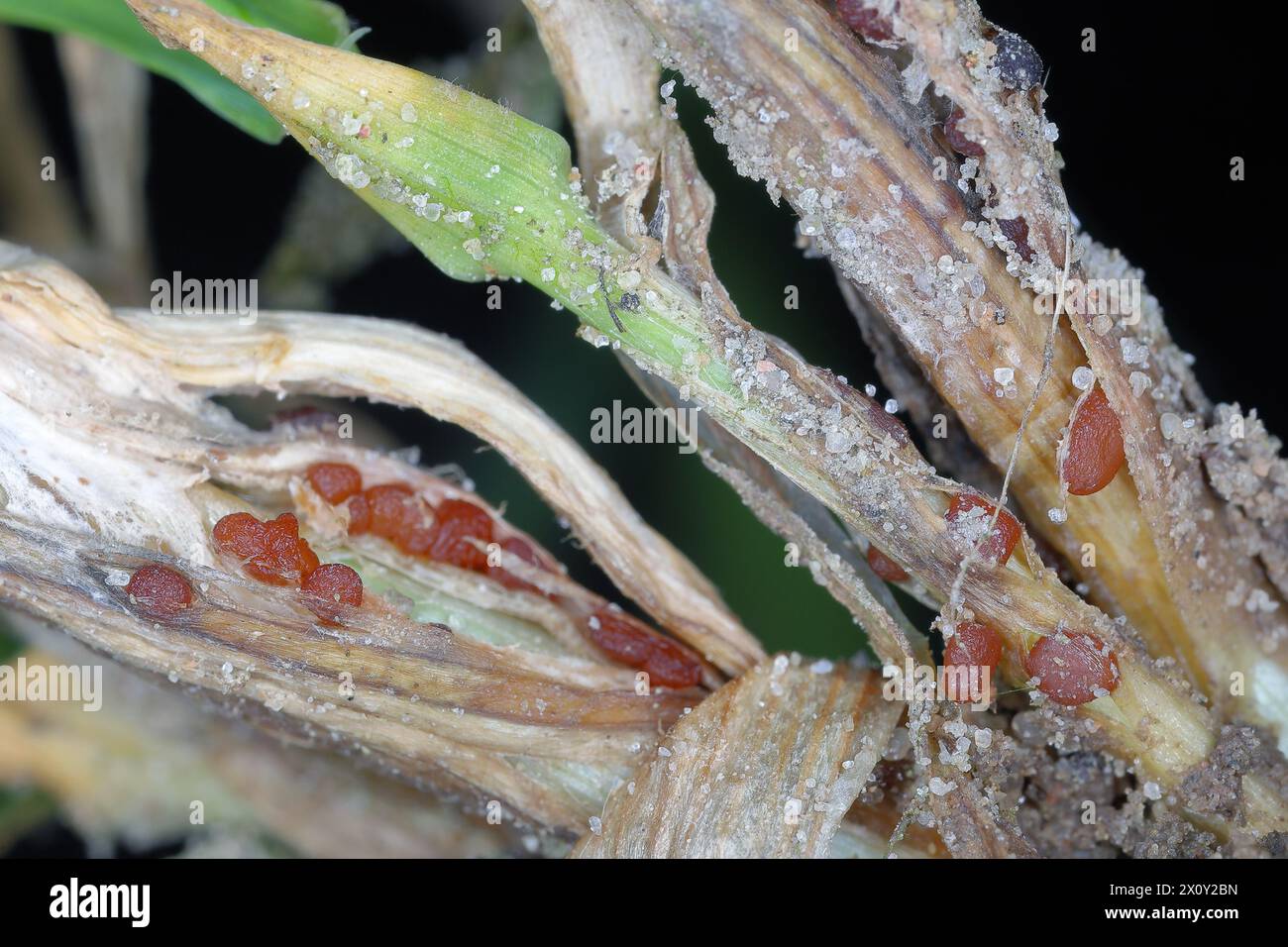 Symptoms of Typhula blight (commonly called gray snow mold or speckled ...