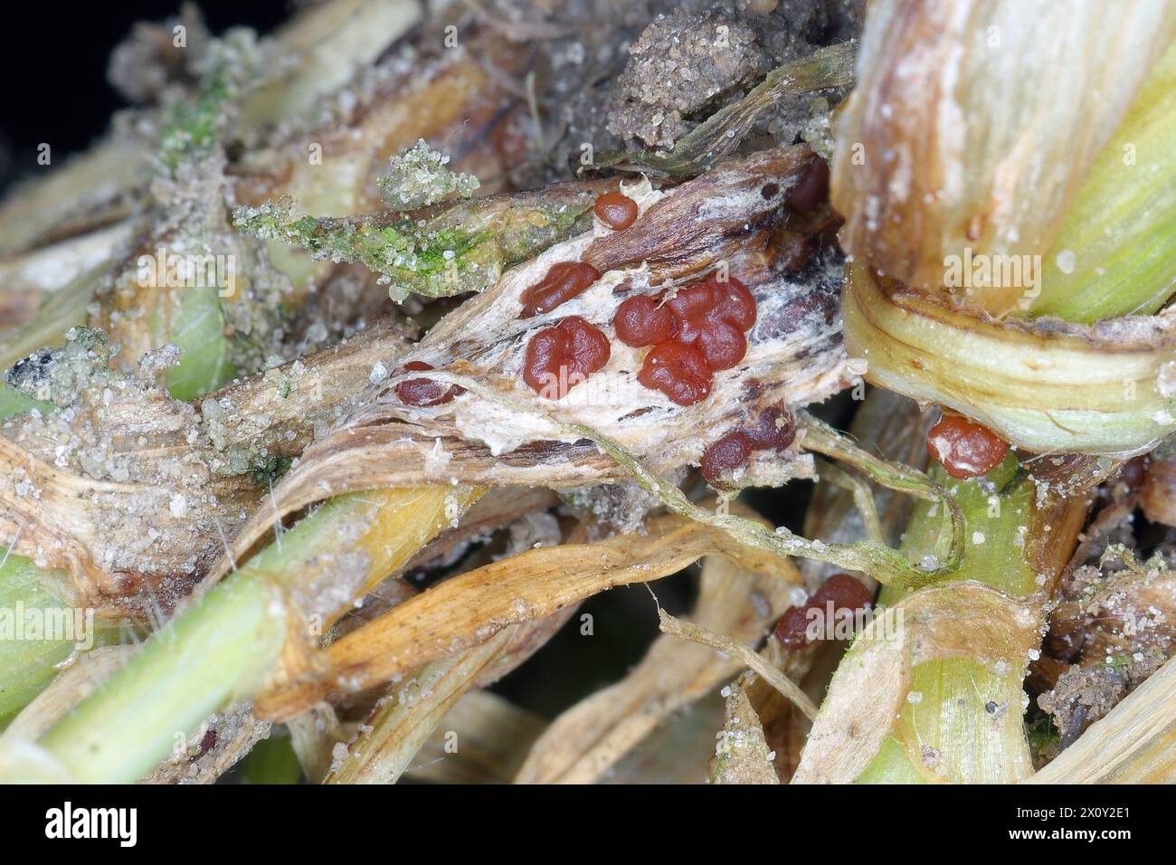 Symptoms of Typhula blight (commonly called gray snow mold or speckled ...
