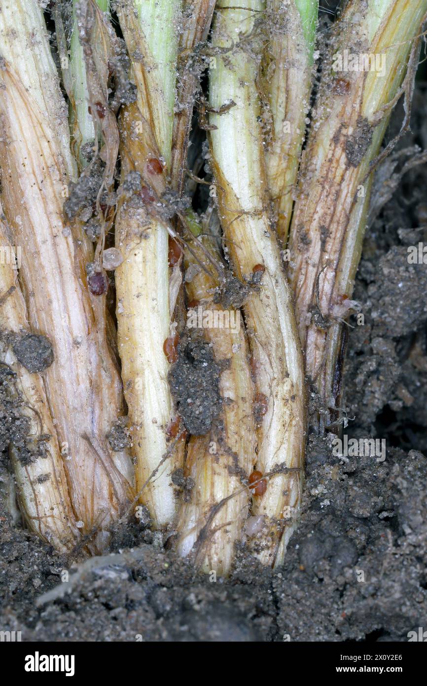 Symptoms of Typhula blight (commonly called gray snow mold or speckled ...