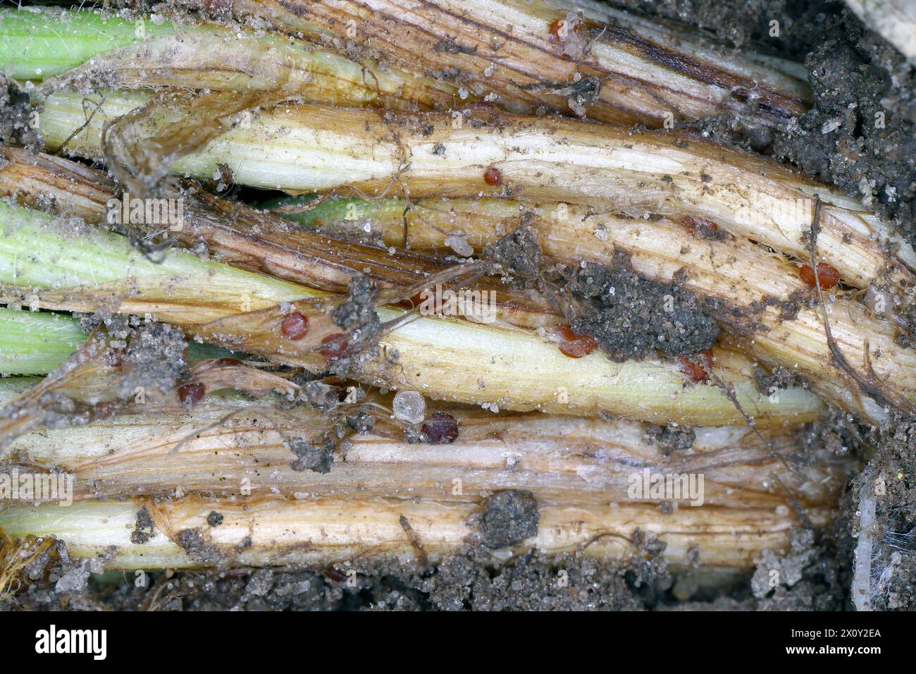 Symptoms of Typhula blight (commonly called gray snow mold or speckled ...