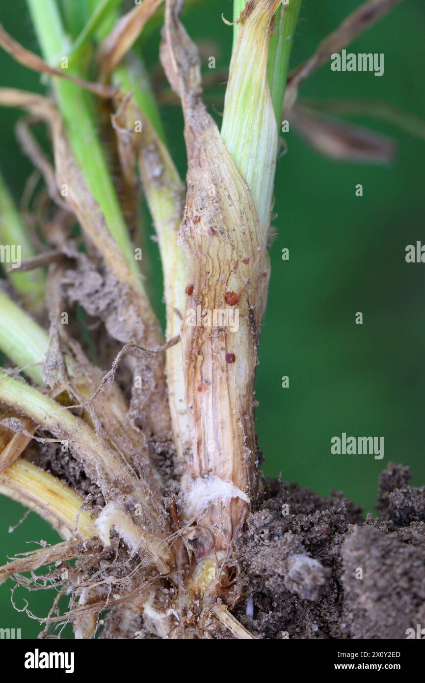 Symptoms of Typhula blight (commonly called gray snow mold or speckled ...
