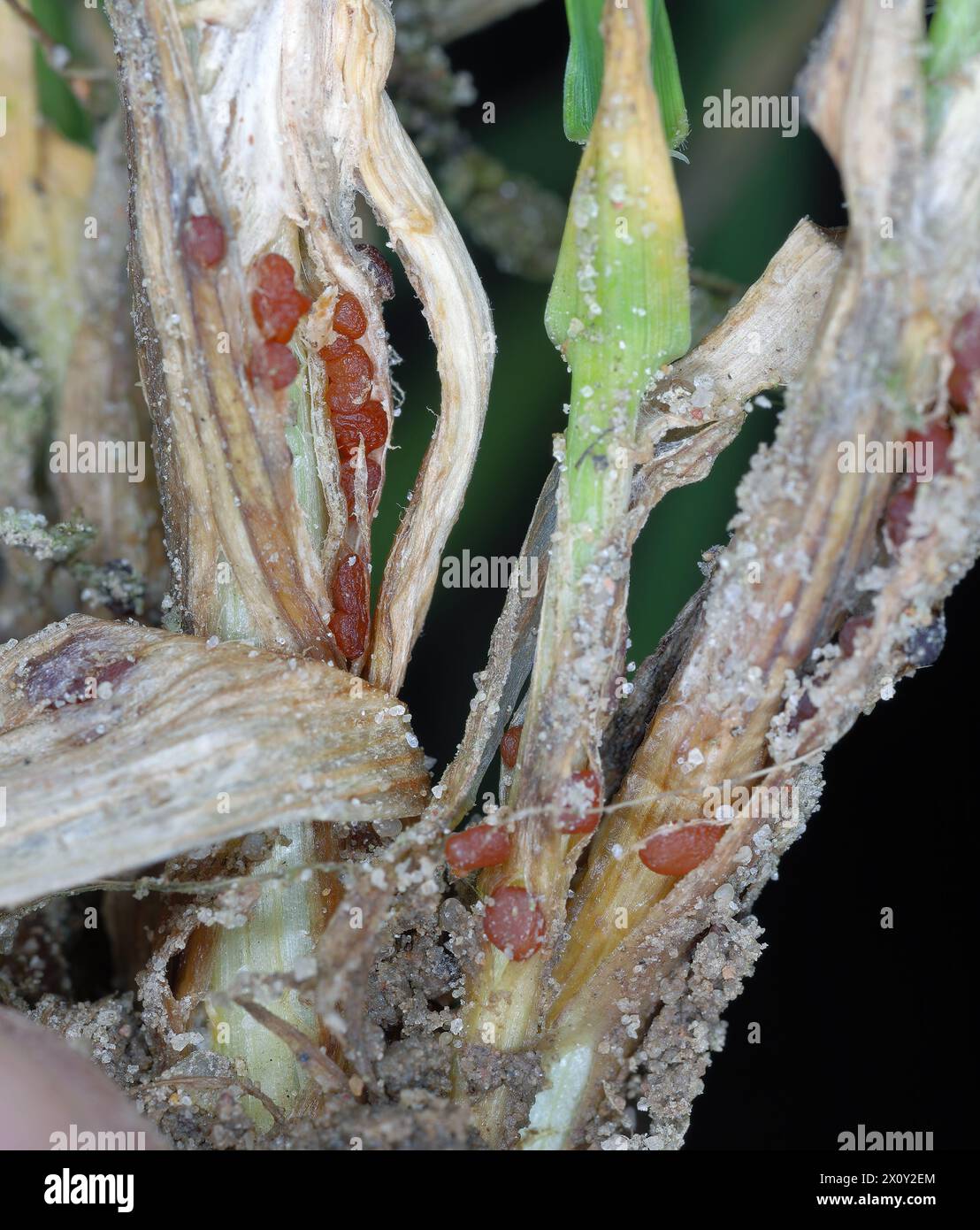 Symptoms of Typhula blight (commonly called gray snow mold or speckled ...