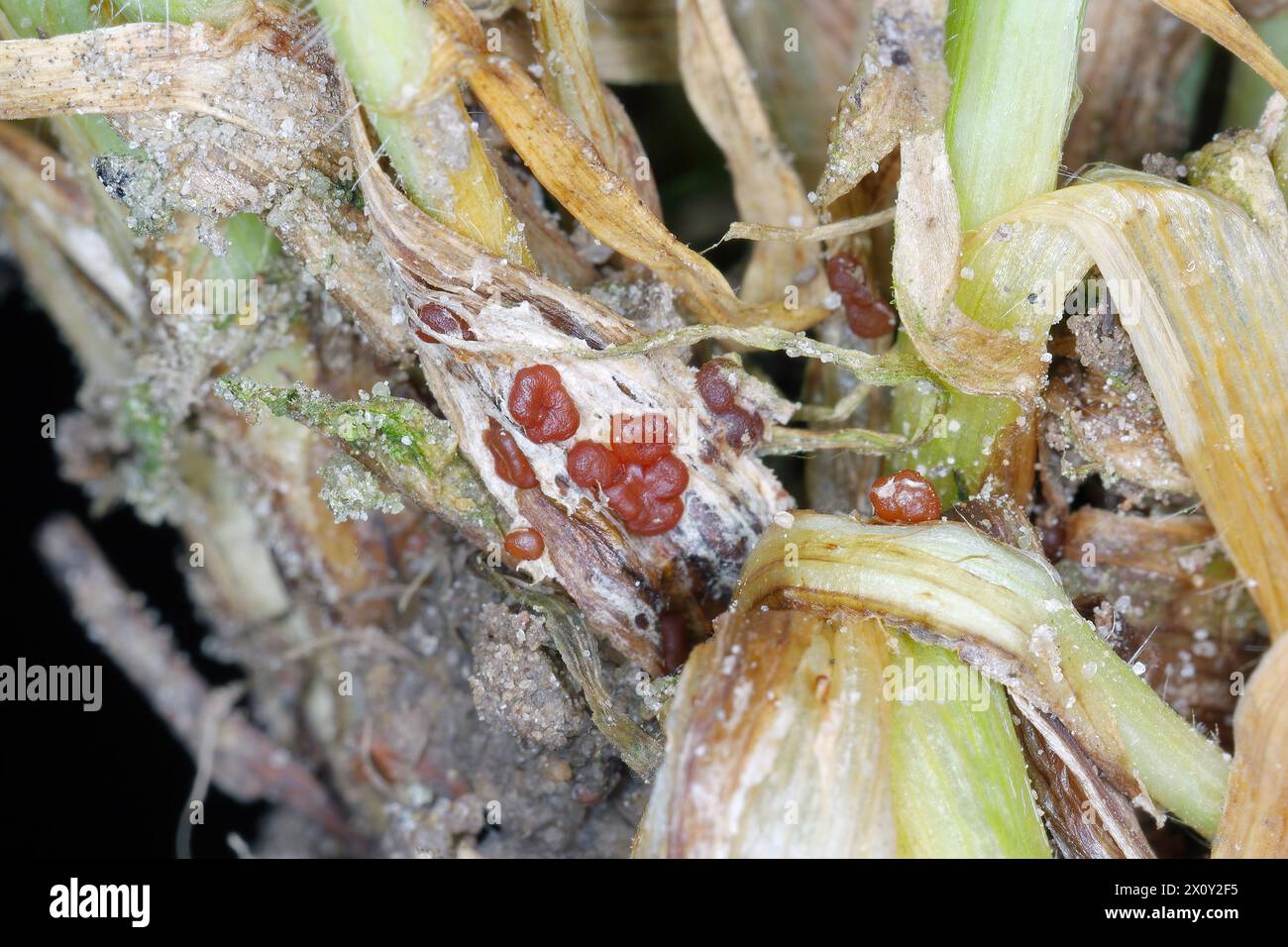 Symptoms of Typhula blight (commonly called gray snow mold or speckled ...