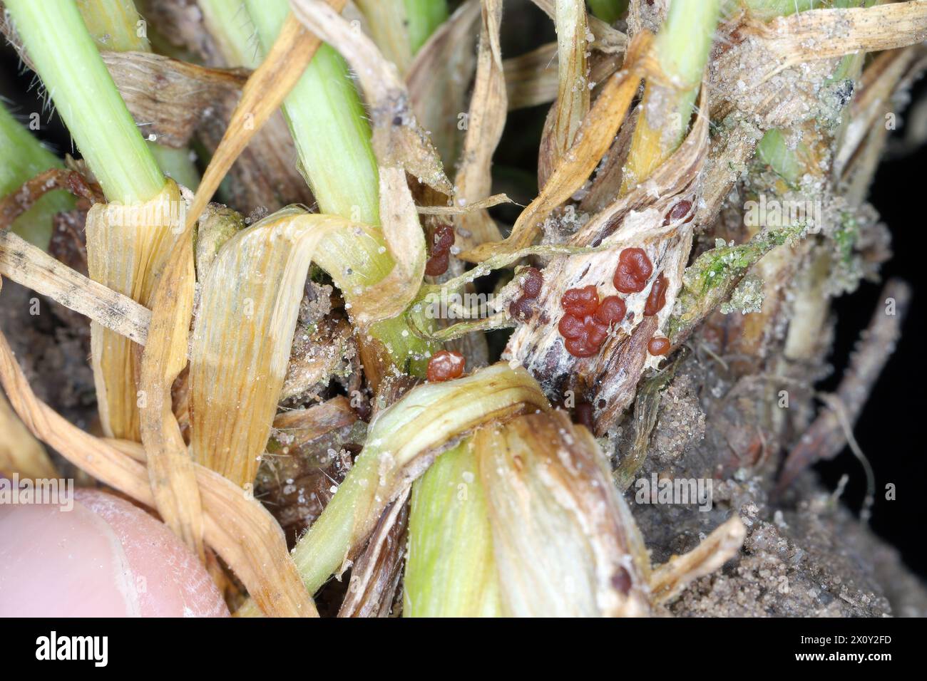 Symptoms of Typhula blight (commonly called gray snow mold or speckled ...
