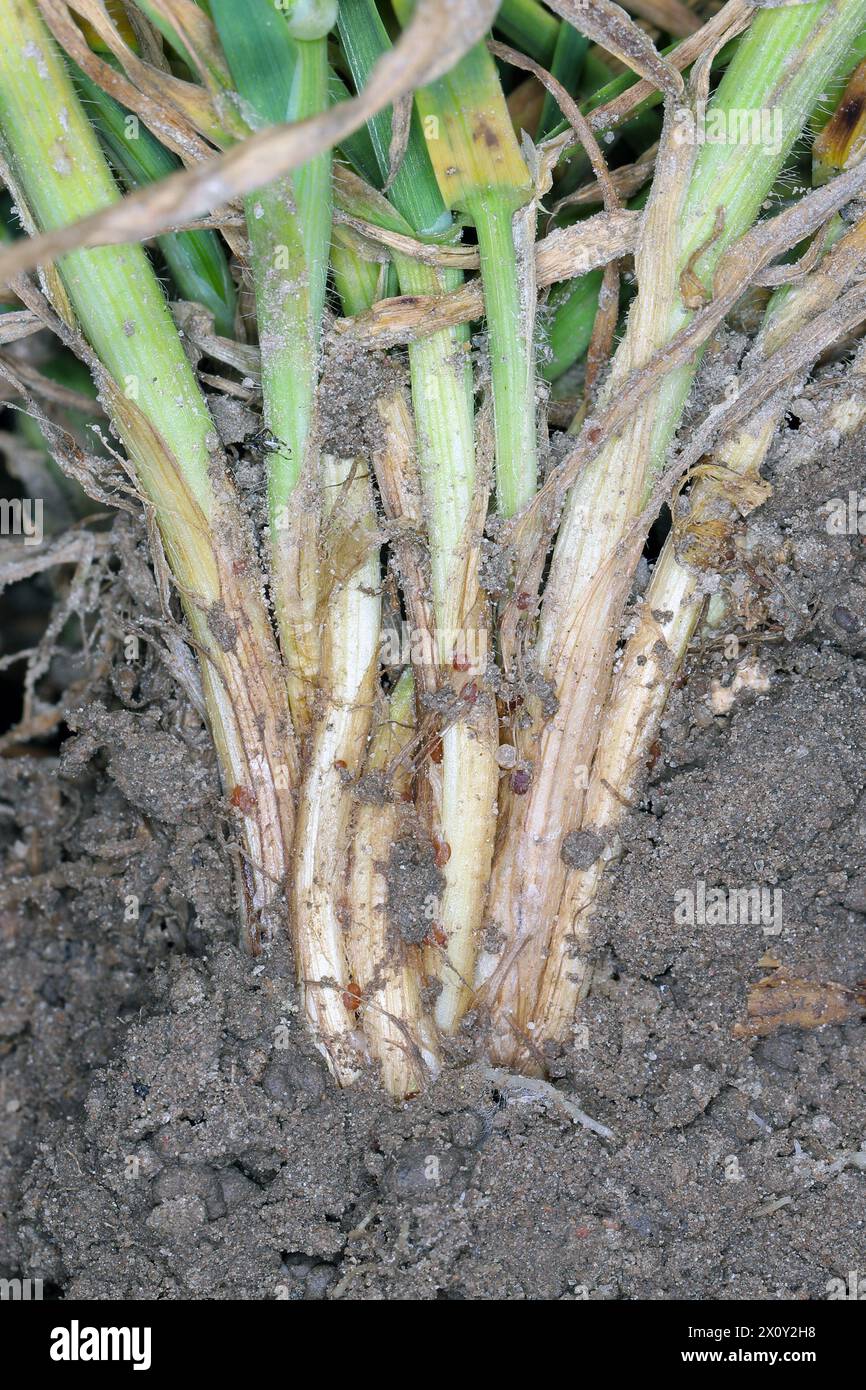 Symptoms of Typhula blight (commonly called gray snow mold or speckled ...