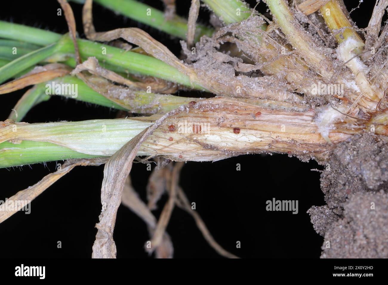 Symptoms of Typhula blight (commonly called gray snow mold or speckled ...