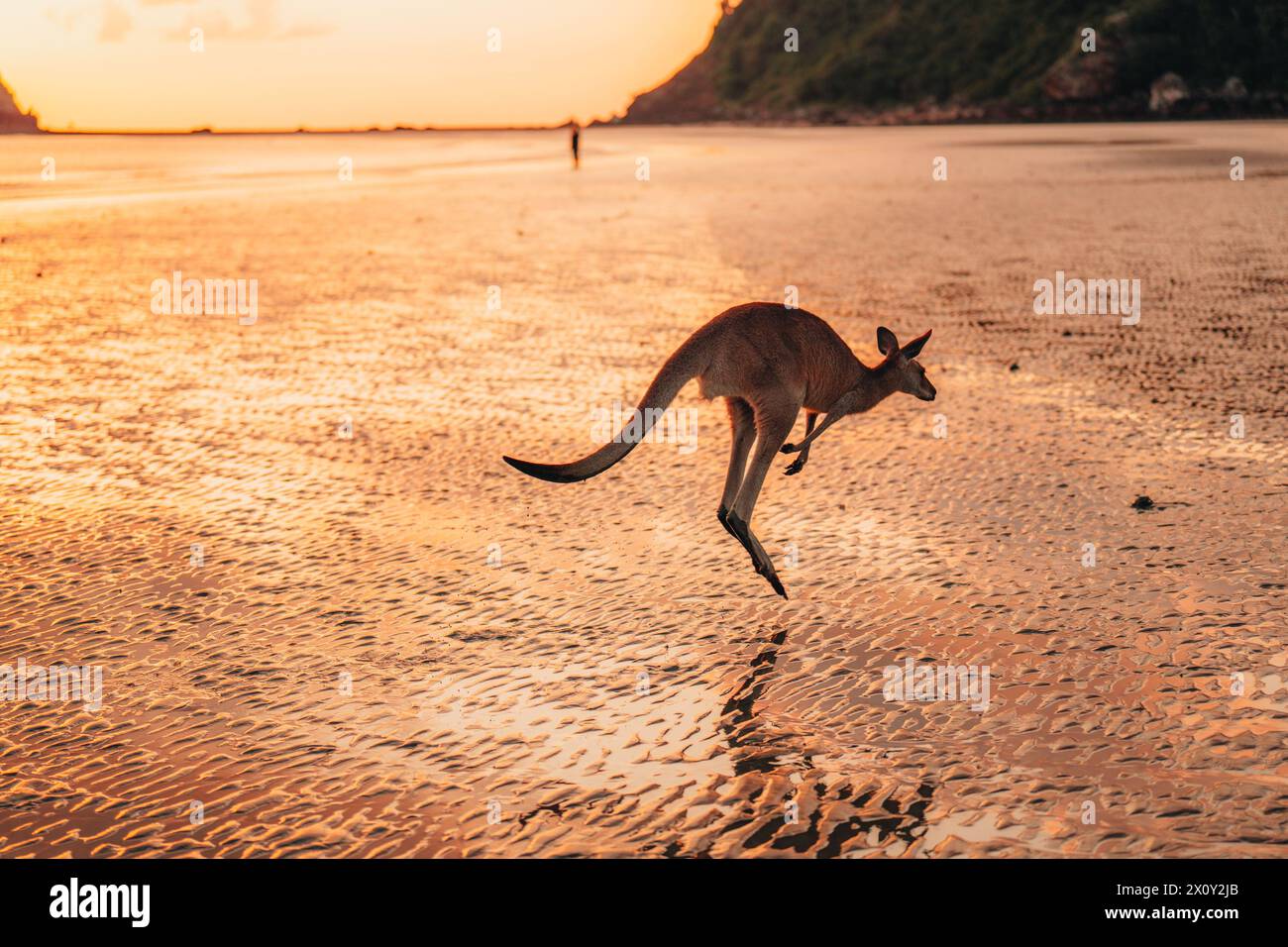 Kangaroo Wallaby at the beach during sunrise in cape hillsborough ...