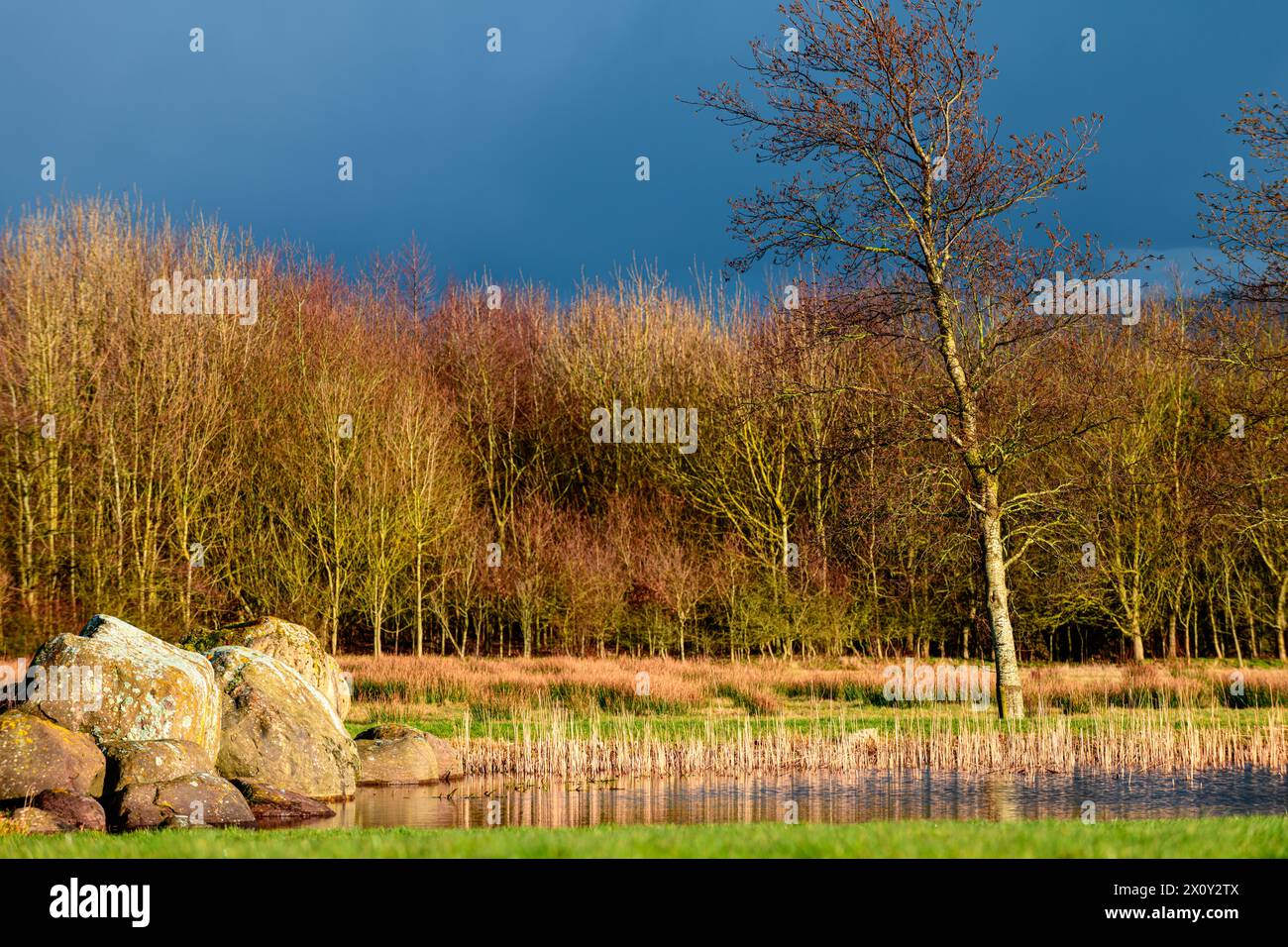 Pond near Fleswick Court, Westlakes Science Park, Whitehaven, Cumbria ...