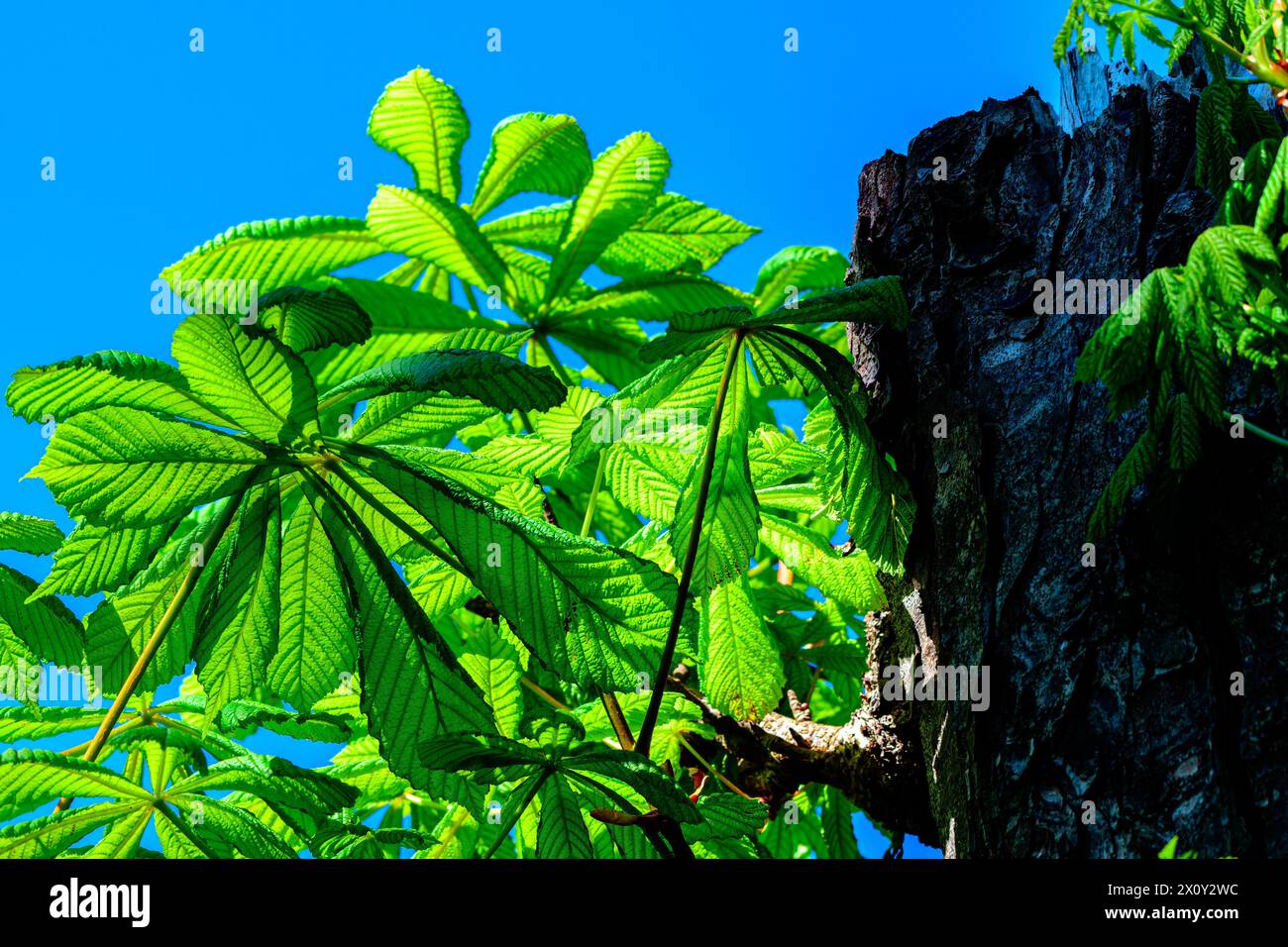 Fresh leaves growing from the stump of a felled tree Stock Photo - Alamy