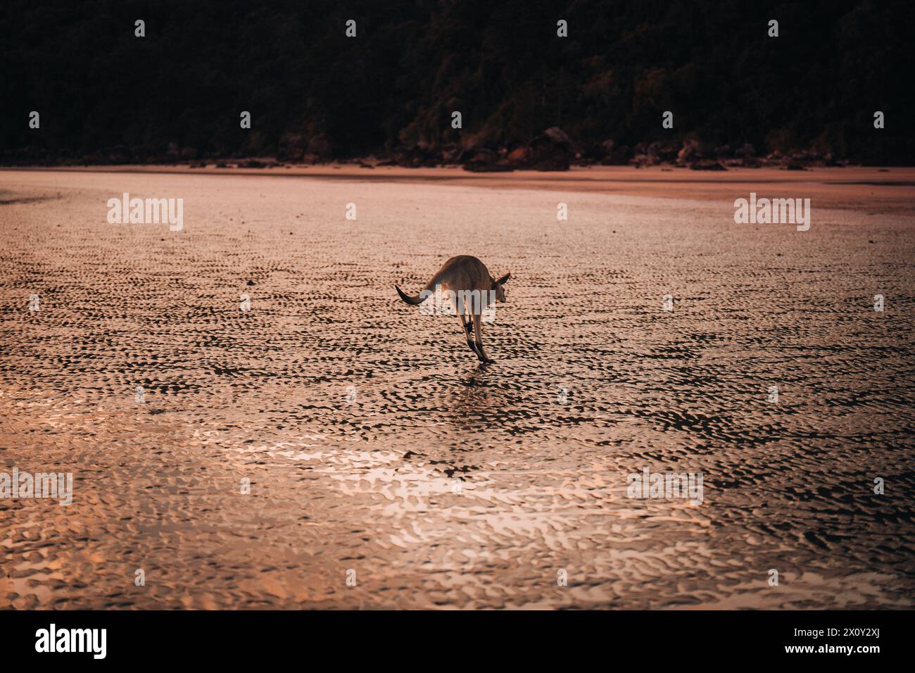 Kangaroo Wallaby at the beach during sunrise in cape hillsborough ...