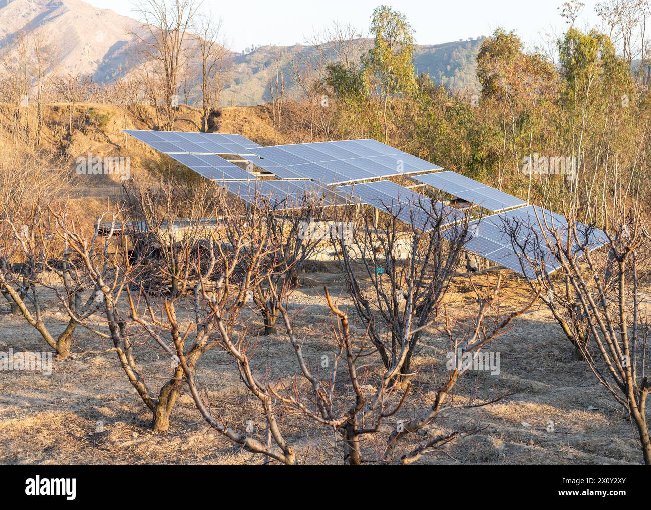 Solar panel power station in rural area in peach orchard in Pakistan ...