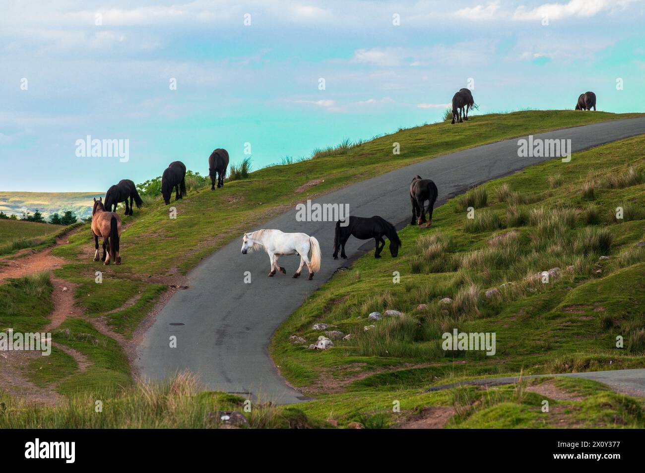 Ponies roaming hi-res stock photography and images - Alamy