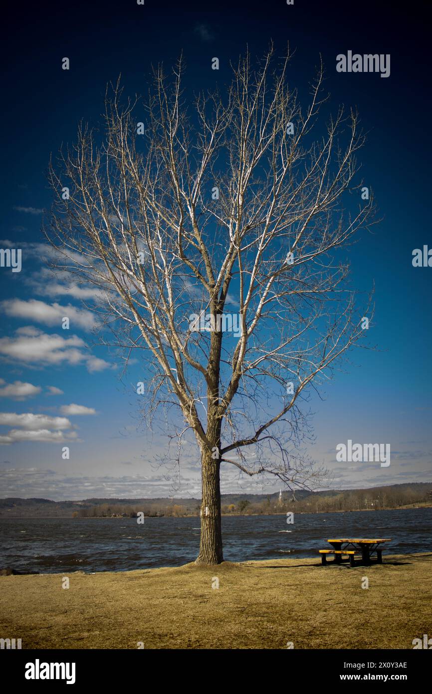 Tree near river Stock Photo - Alamy