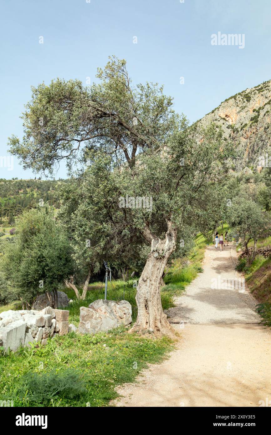 Olive tree delphi hi-res stock photography and images - Alamy