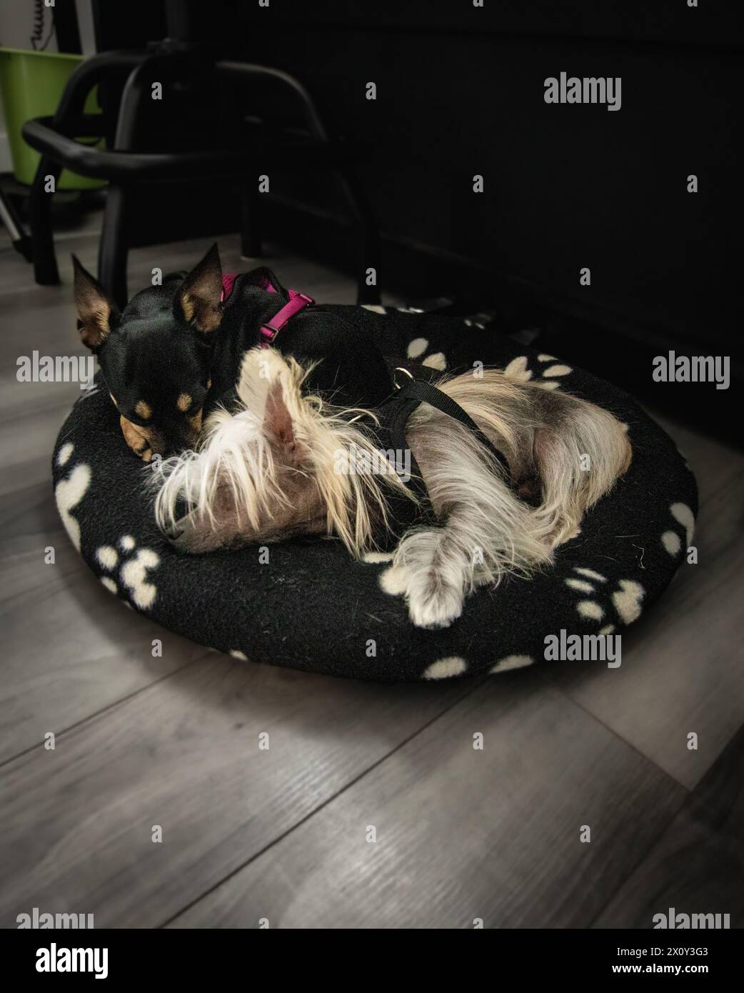 Naptimecuties hi-res stock photography and images - Alamy