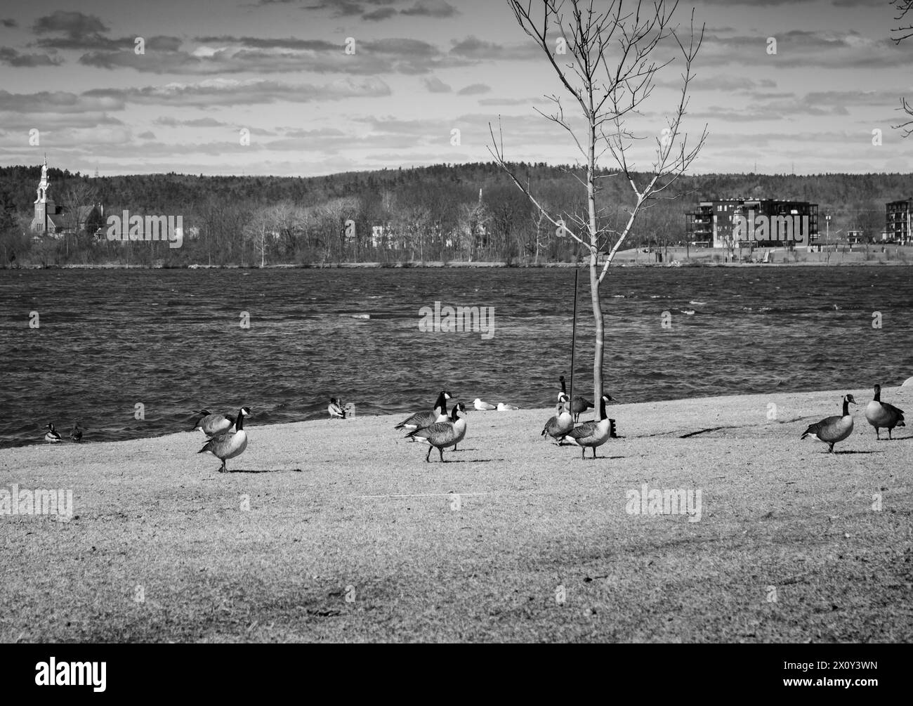 Graceful landscape Black and White Stock Photos & Images - Alamy