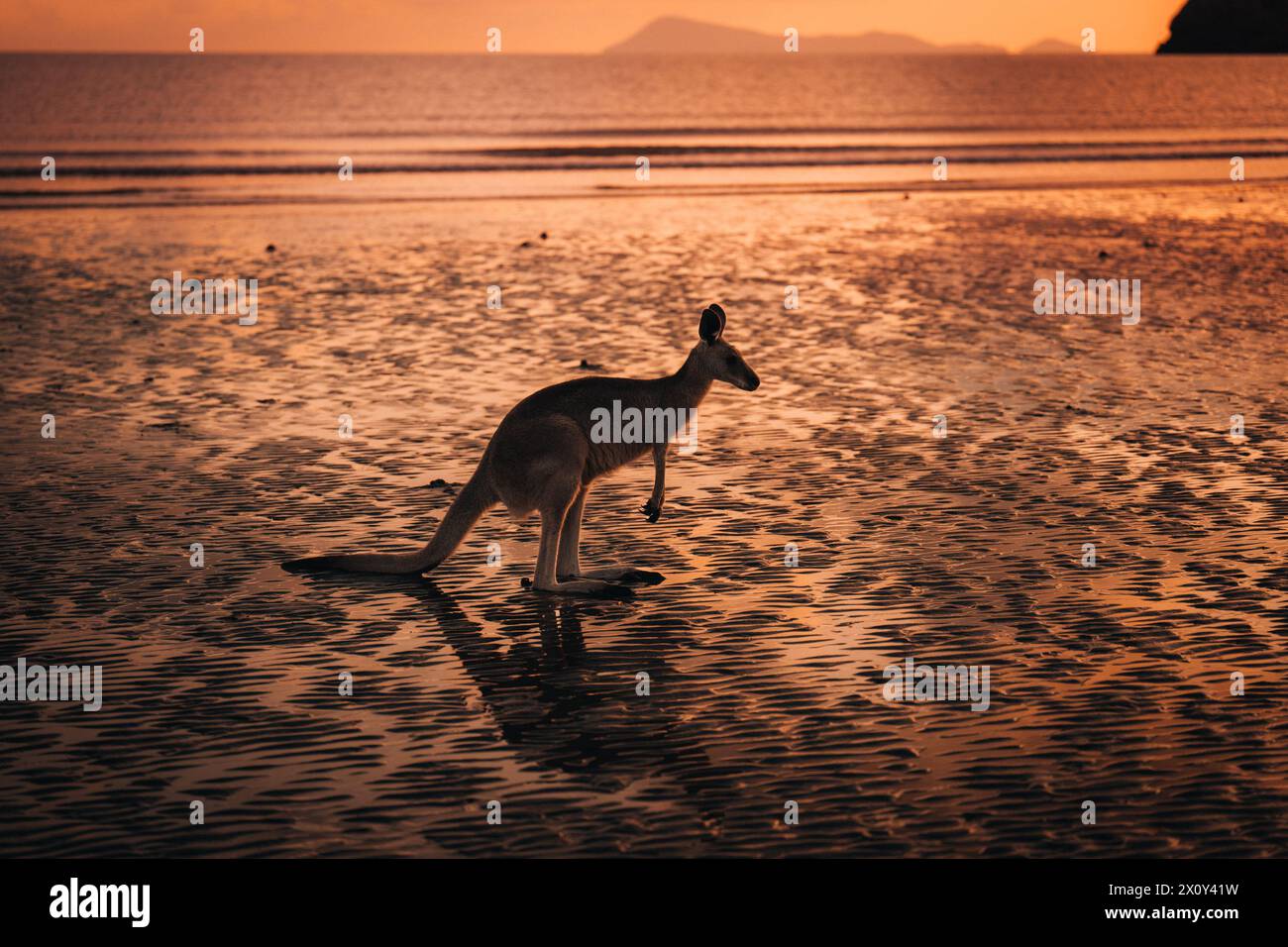 Kangaroo Wallaby at the beach during sunrise in cape hillsborough ...