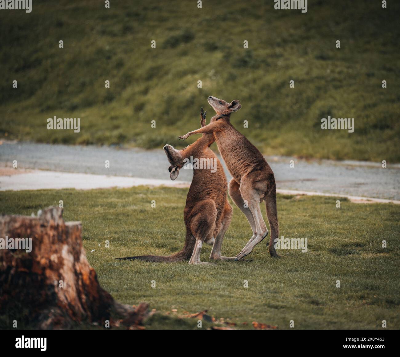 Macropus giganteus - Two Eastern Grey Kangaroos fighting with each ...