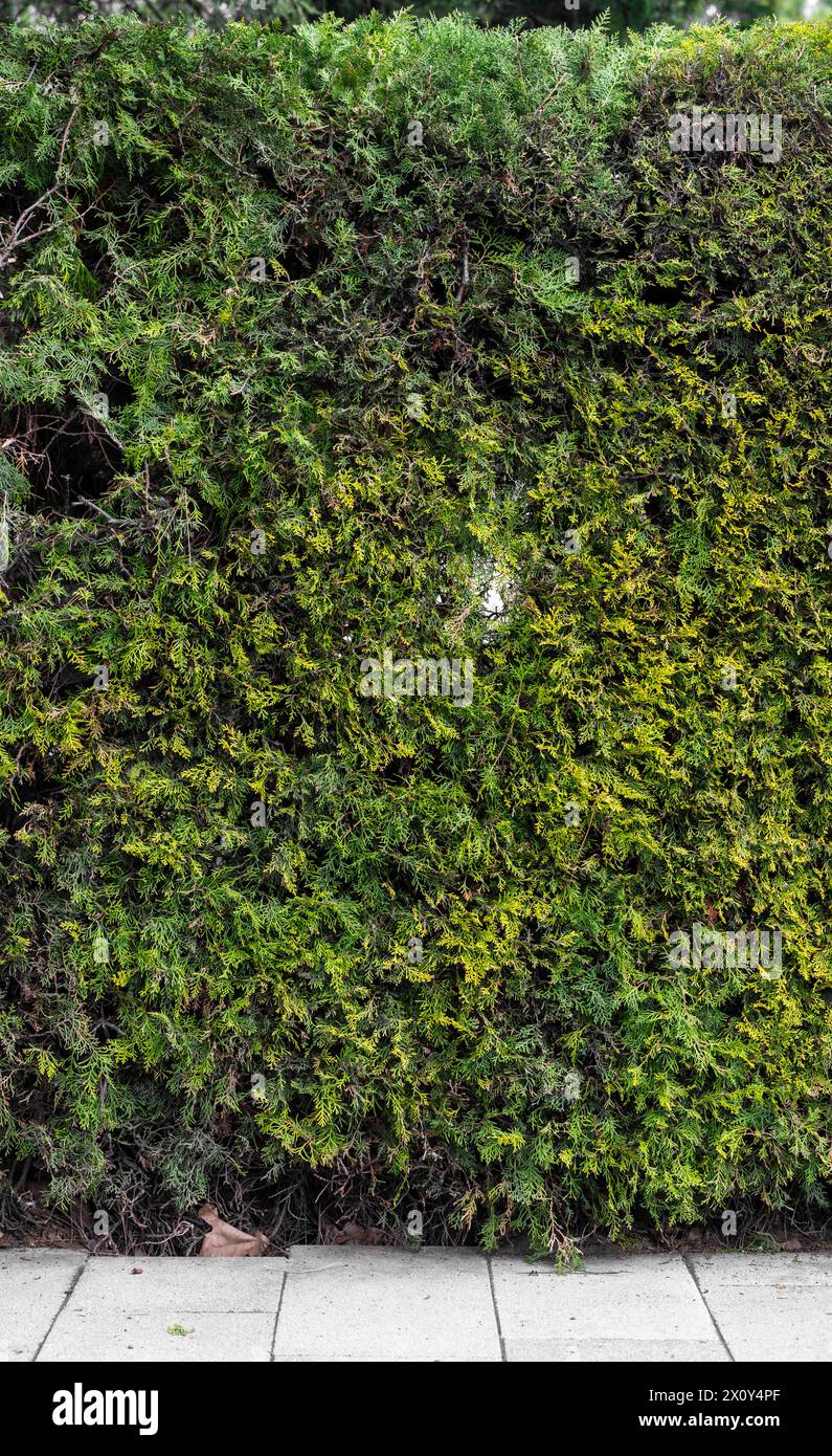 Green cut bush high-resolution photo Stock Photo - Alamy