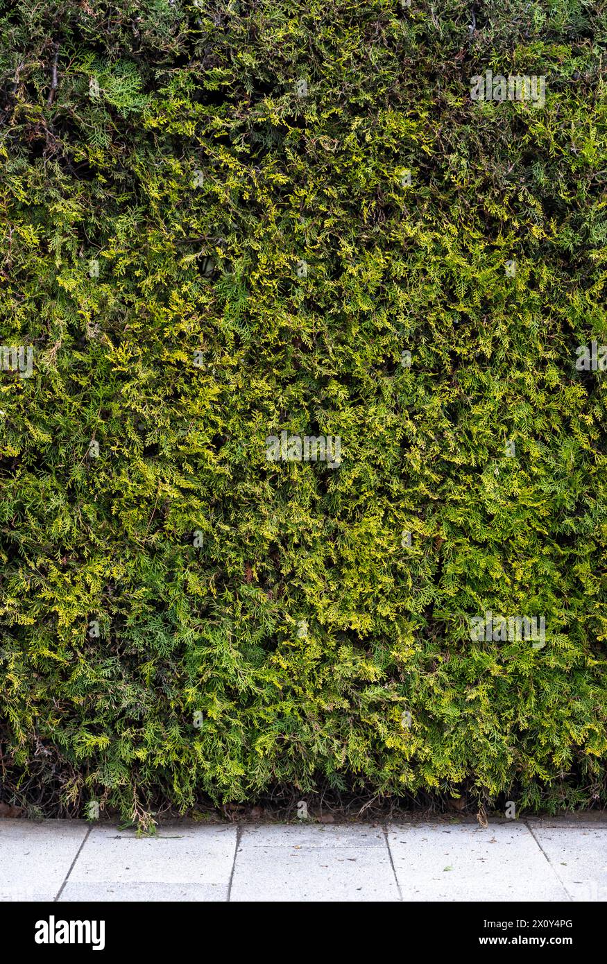 Green cut bush high-resolution photo Stock Photo - Alamy