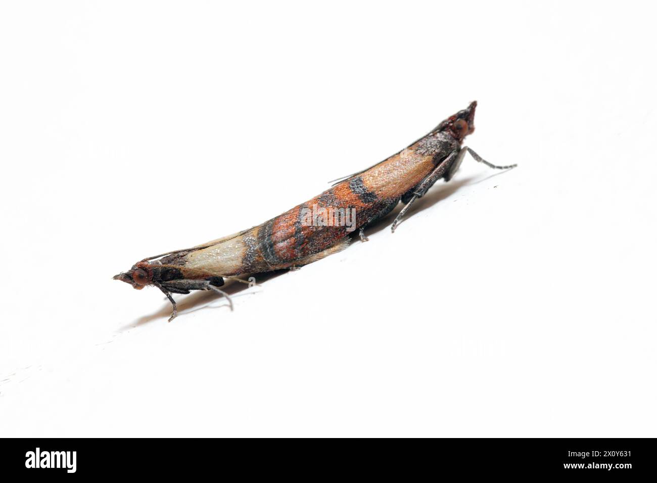 Indian meal moth or mealmoth (Plodia interpunctella) moth of storage ...