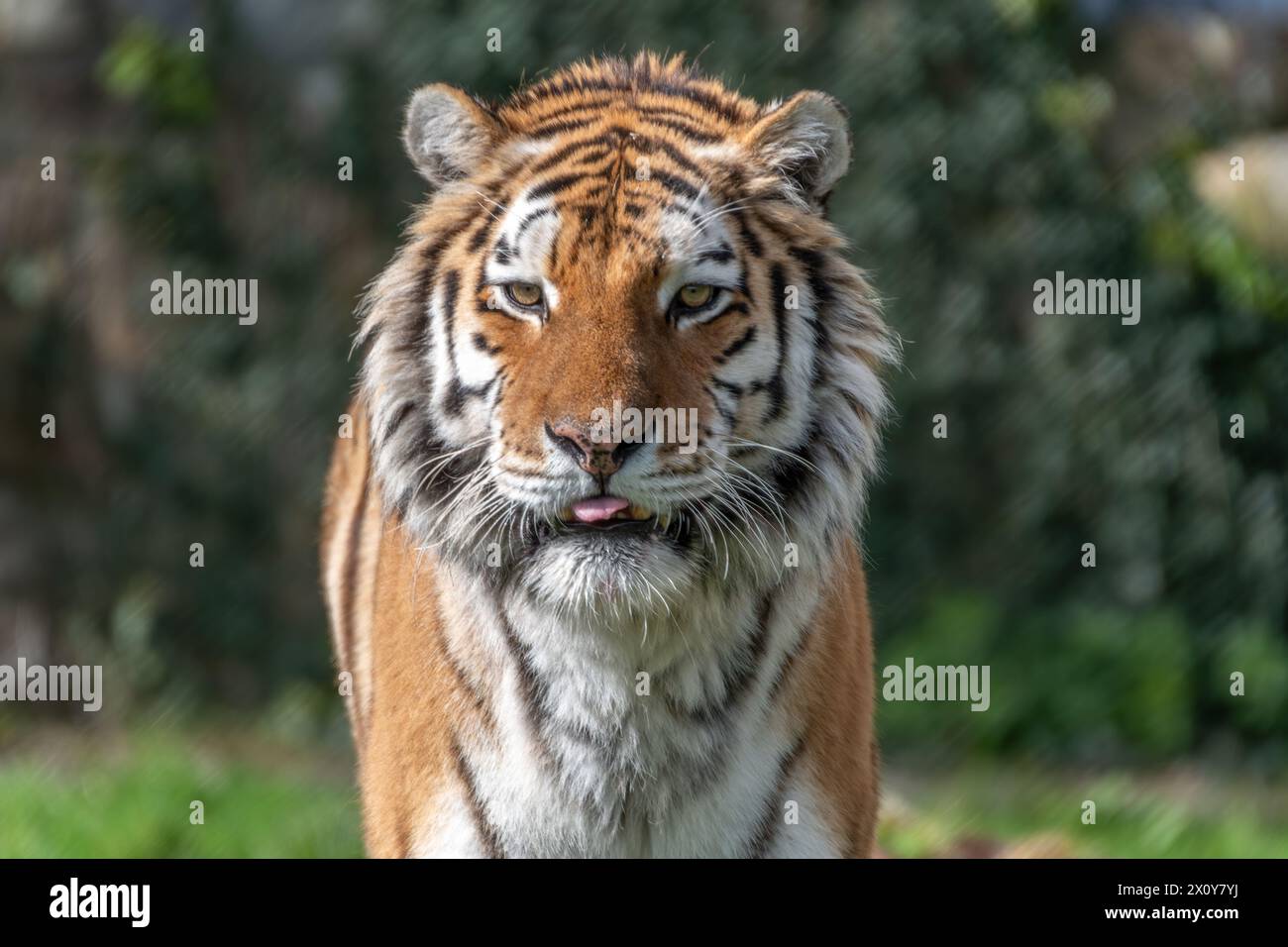 Tiger face close up angry hi-res stock photography and images - Alamy