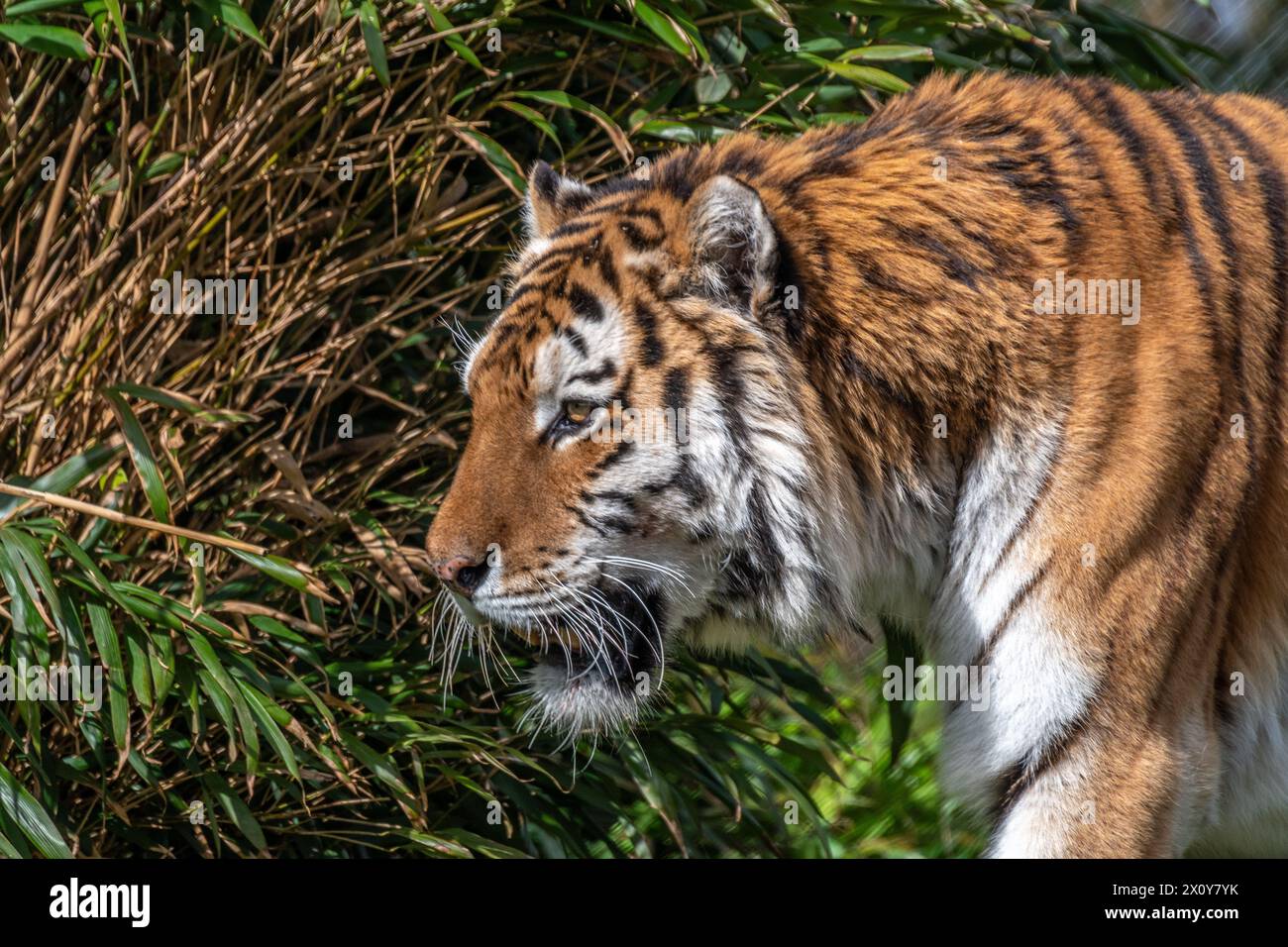 Tiger color pattern background hi-res stock photography and images - Alamy