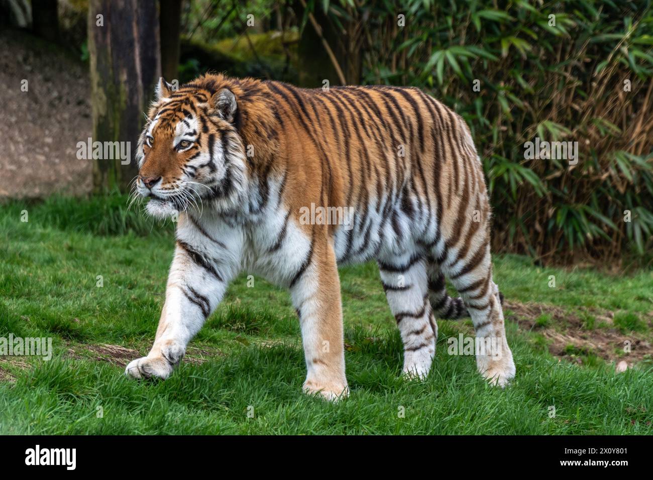 Tiger face vector art hi-res stock photography and images - Alamy