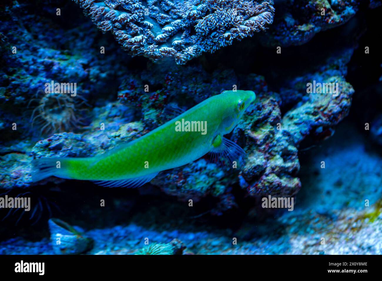 An electric blue fish swims underwater near a vibrant coral reef Stock ...