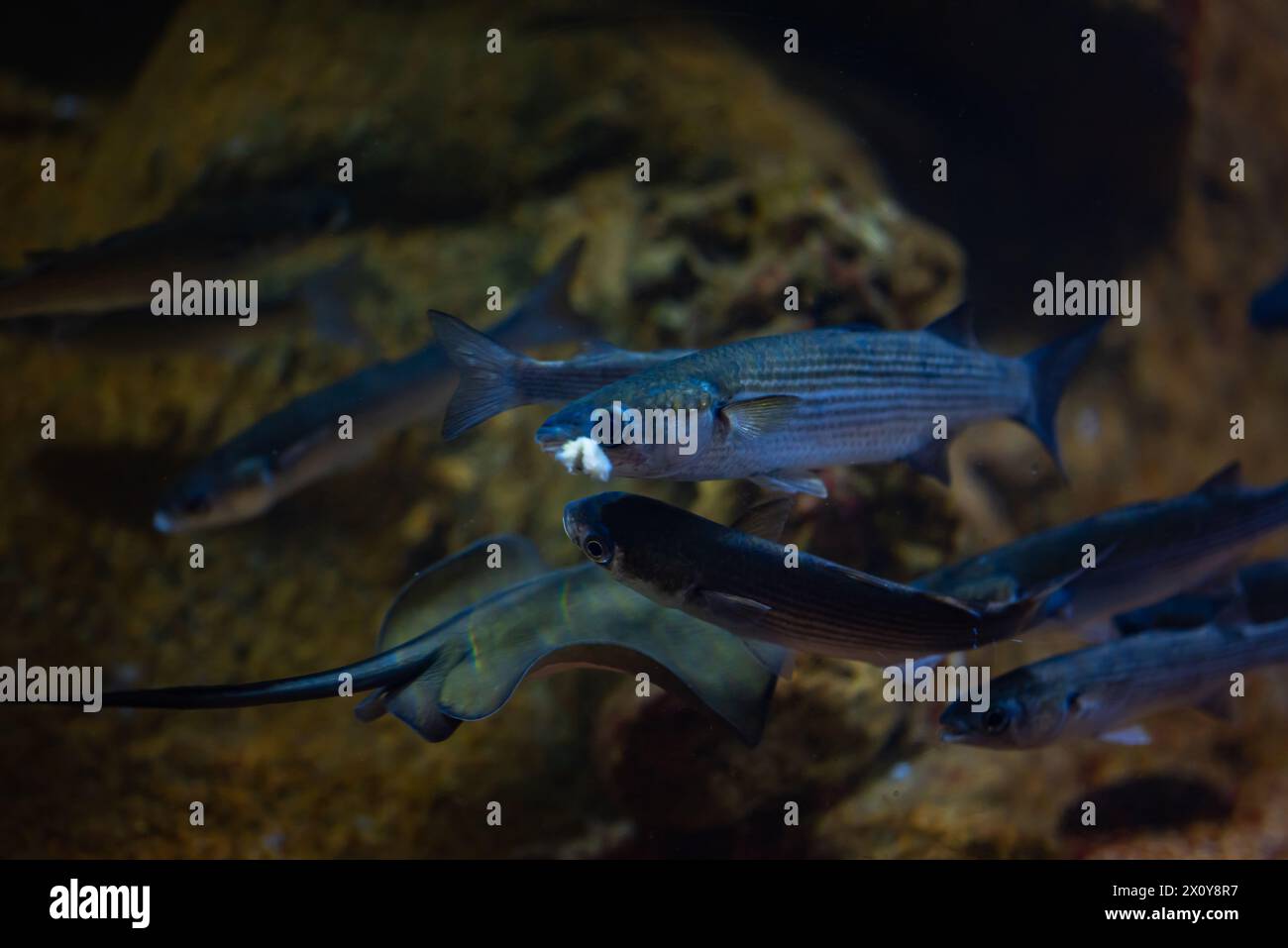 Electric blue fish swim alongside crustaceans in dark aquarium Stock ...