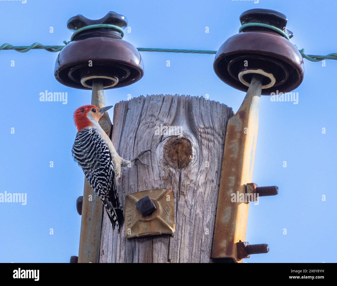 Male Red bellied woodpecker rings the bell Stock Photo - Alamy