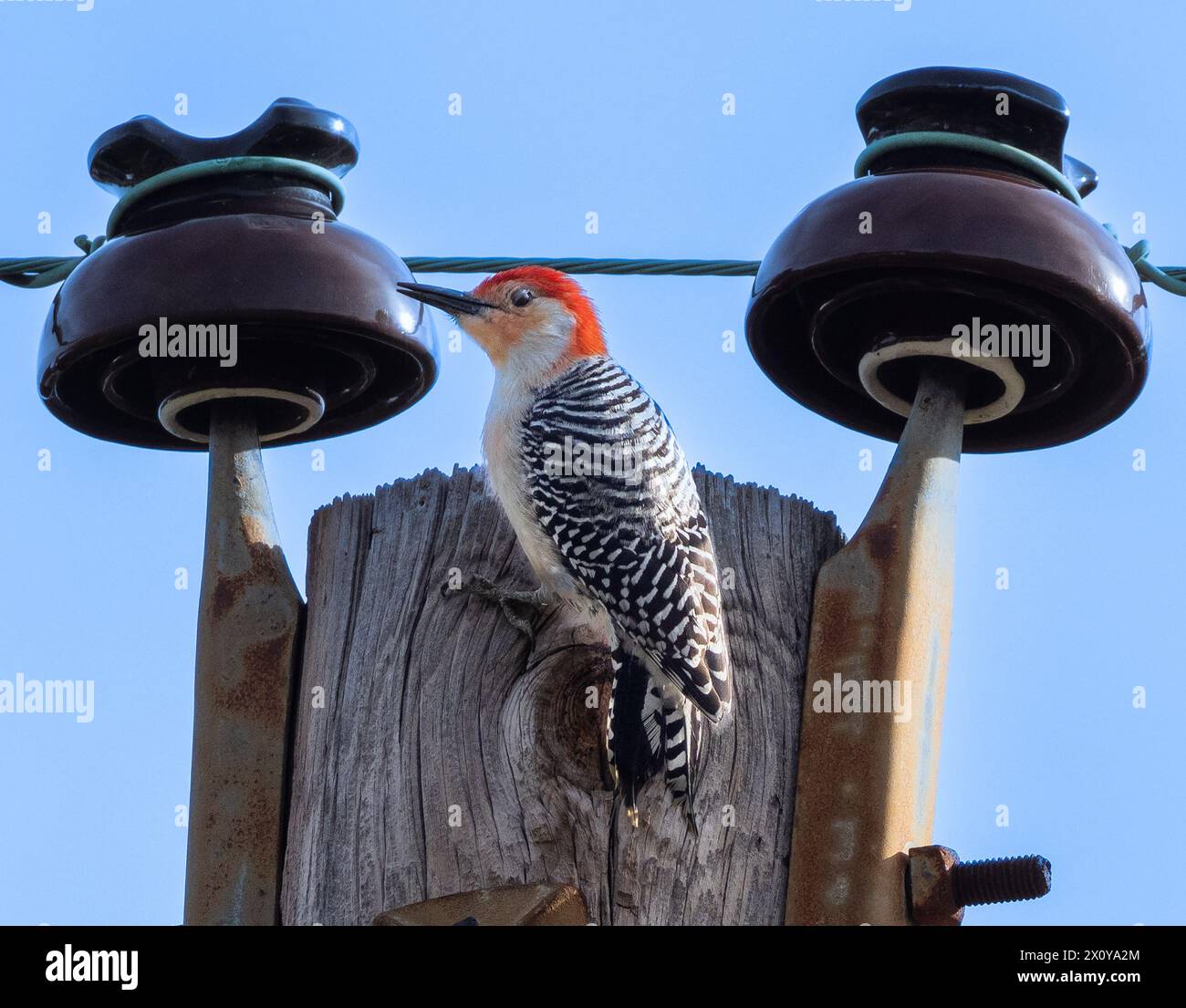 Male Red bellied woodpecker rings the bell Stock Photo - Alamy