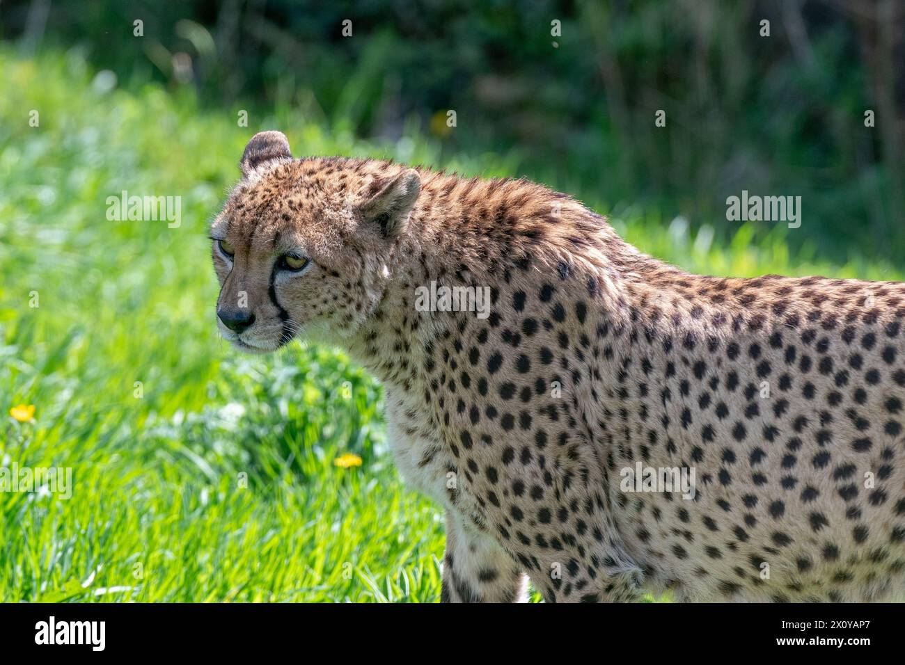 Cheetah head vector hi-res stock photography and images - Alamy