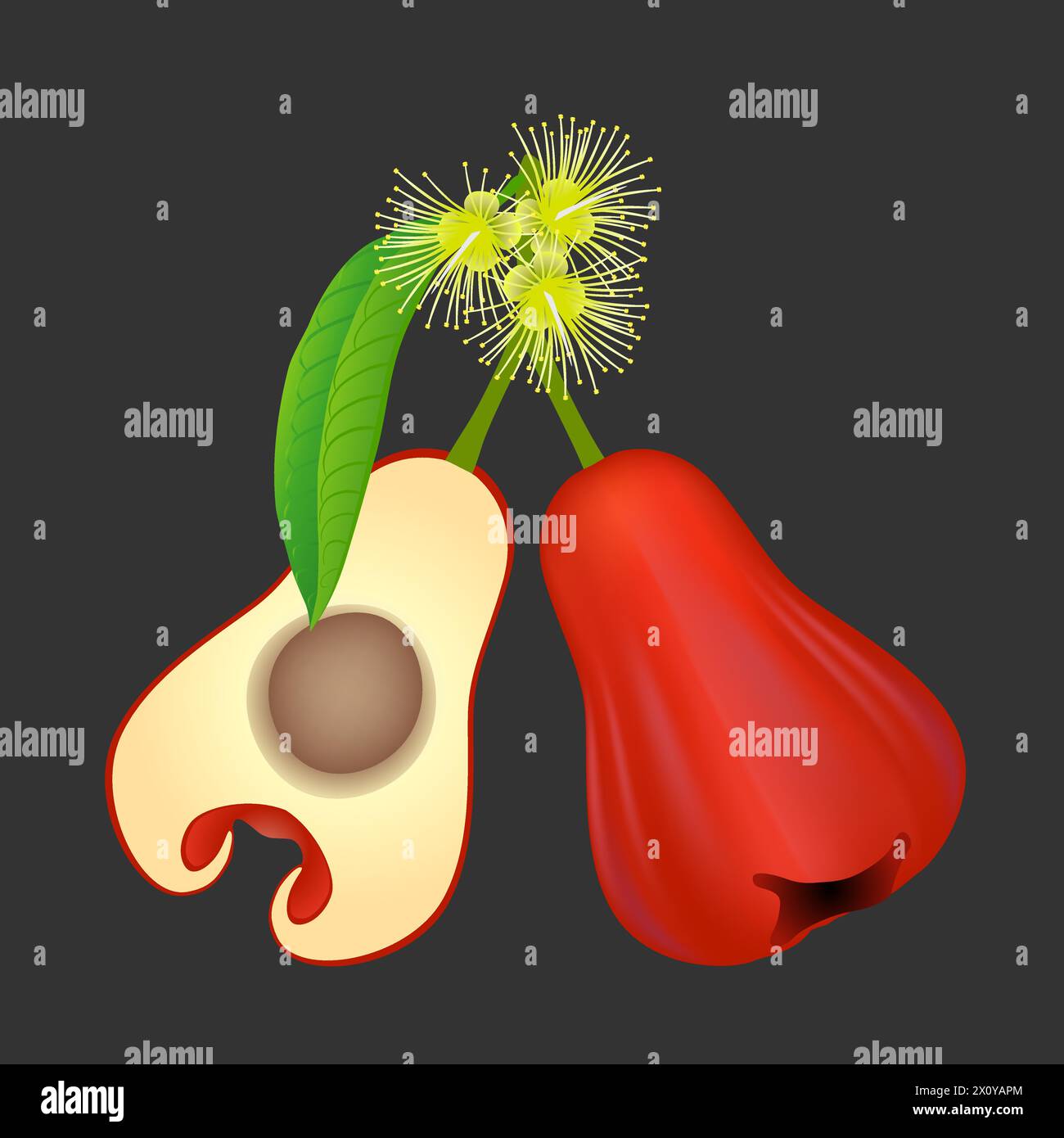 Rose apples with leaf and flowers isolated on black background Stock ...
