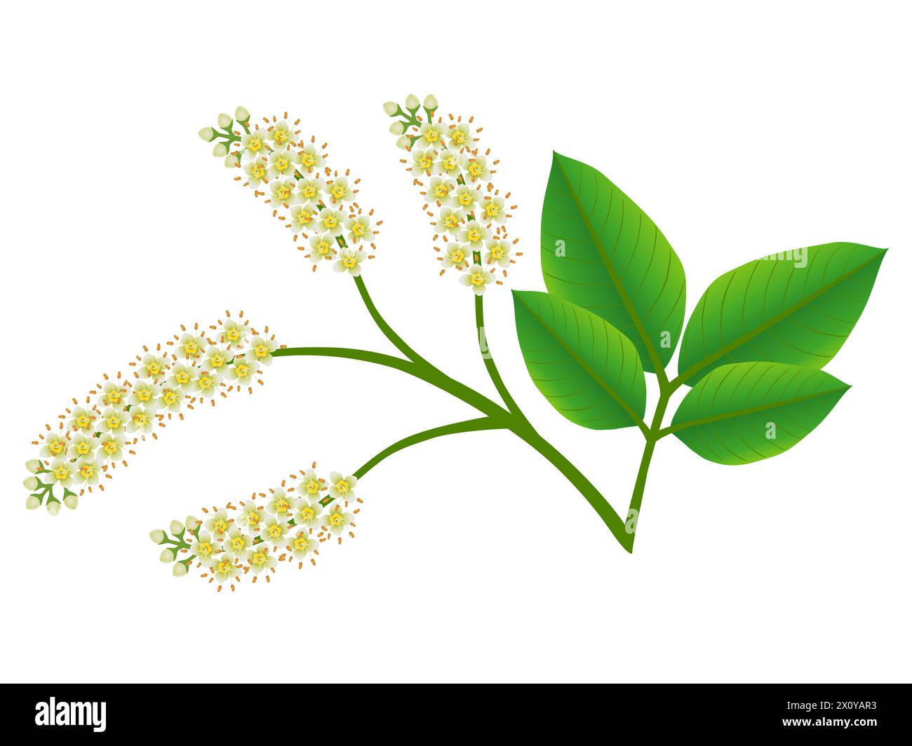 Ginepa Stock Vector Images - Alamy