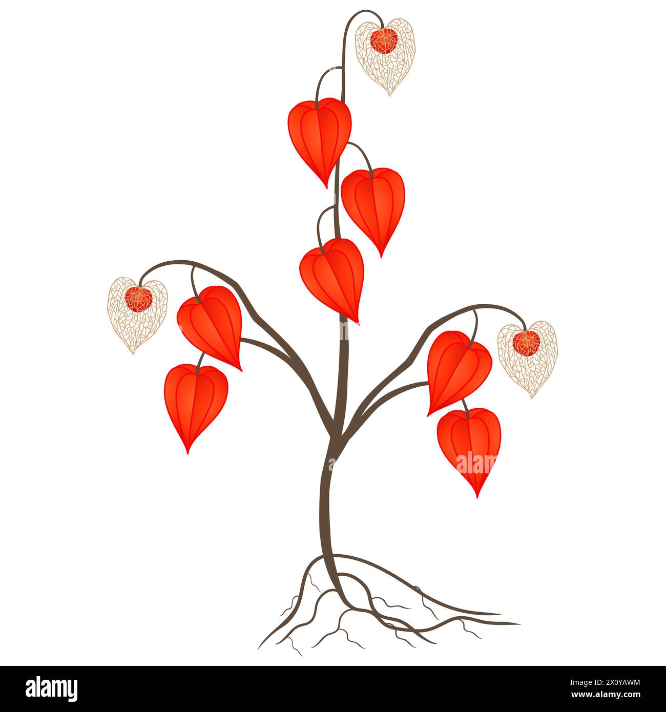 Physalis also known as chinese lantern plant with roots on a white ...