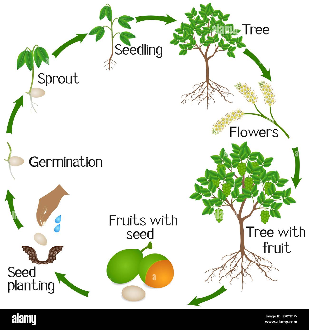 Parts of melicoccus bijugatus spanish lime or ginepa, mamoncillo tree ...