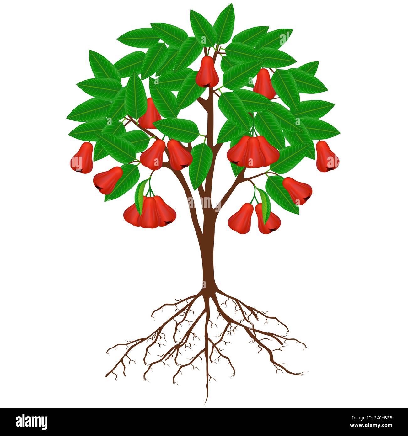 Rose apple tree with fruit and roots on a white background Stock Vector ...