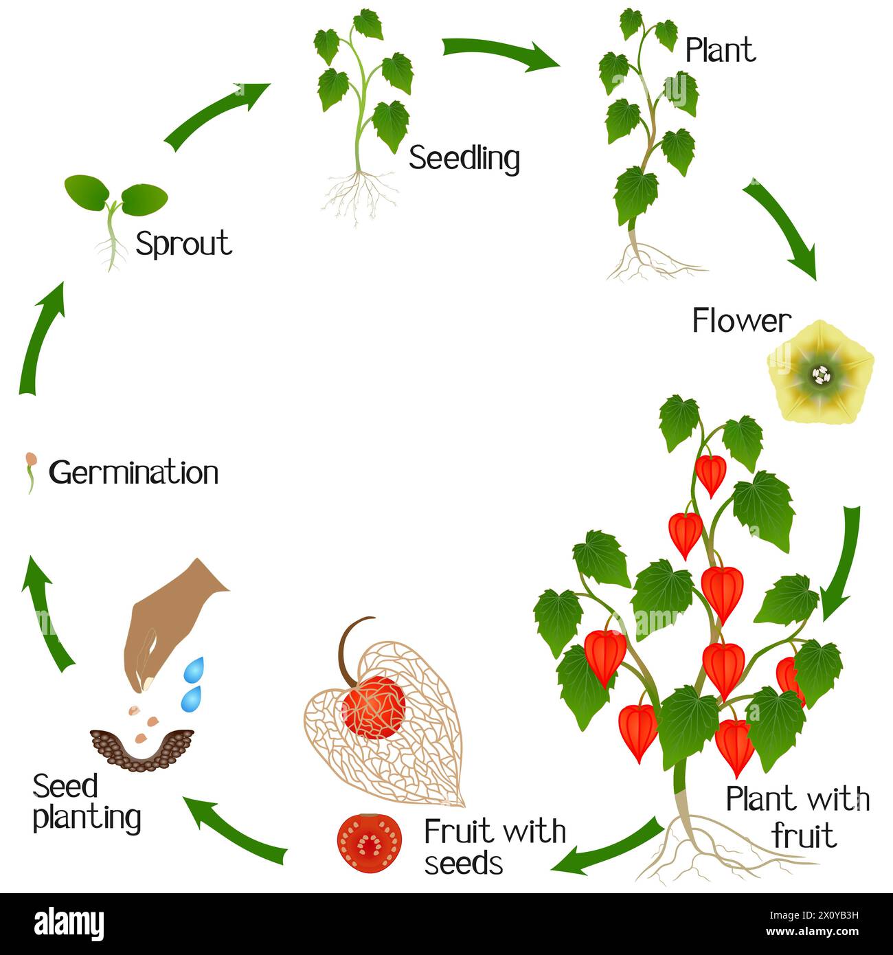 Life Cycle Of An Angiosperm