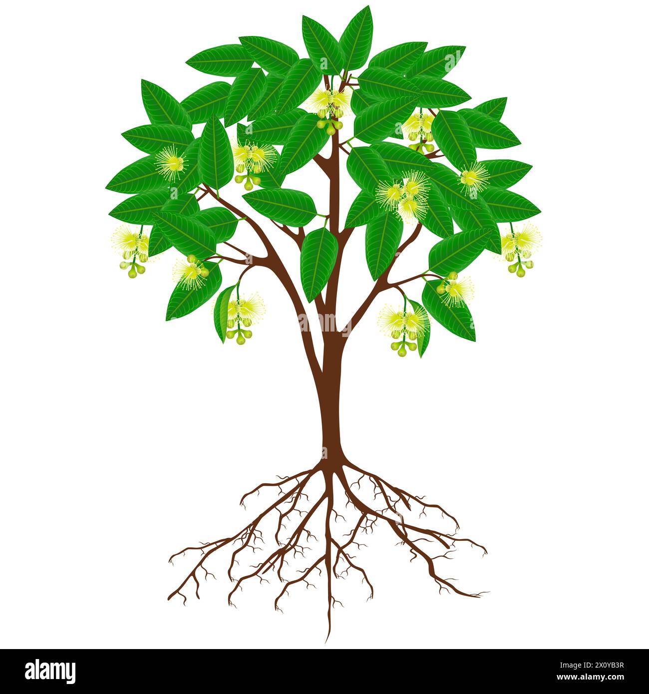 Rose apple tree with flowers on a white background Stock Vector Image ...