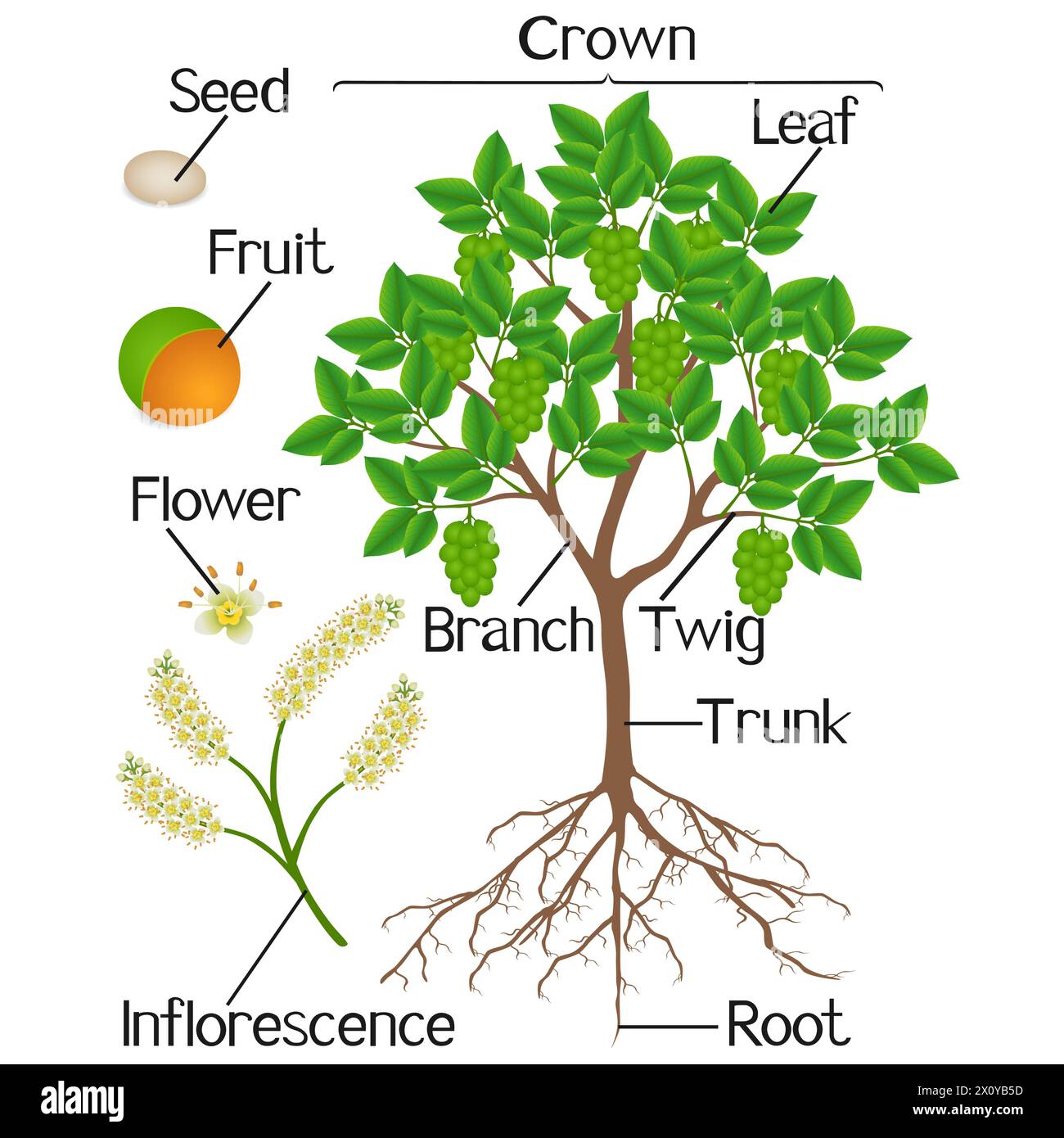 Parts of melicoccus bijugatus spanish lime or ginepa, mamoncillo plant ...