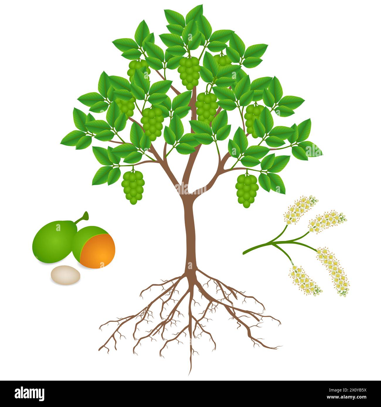 Kinnip Stock Vector Images - Alamy