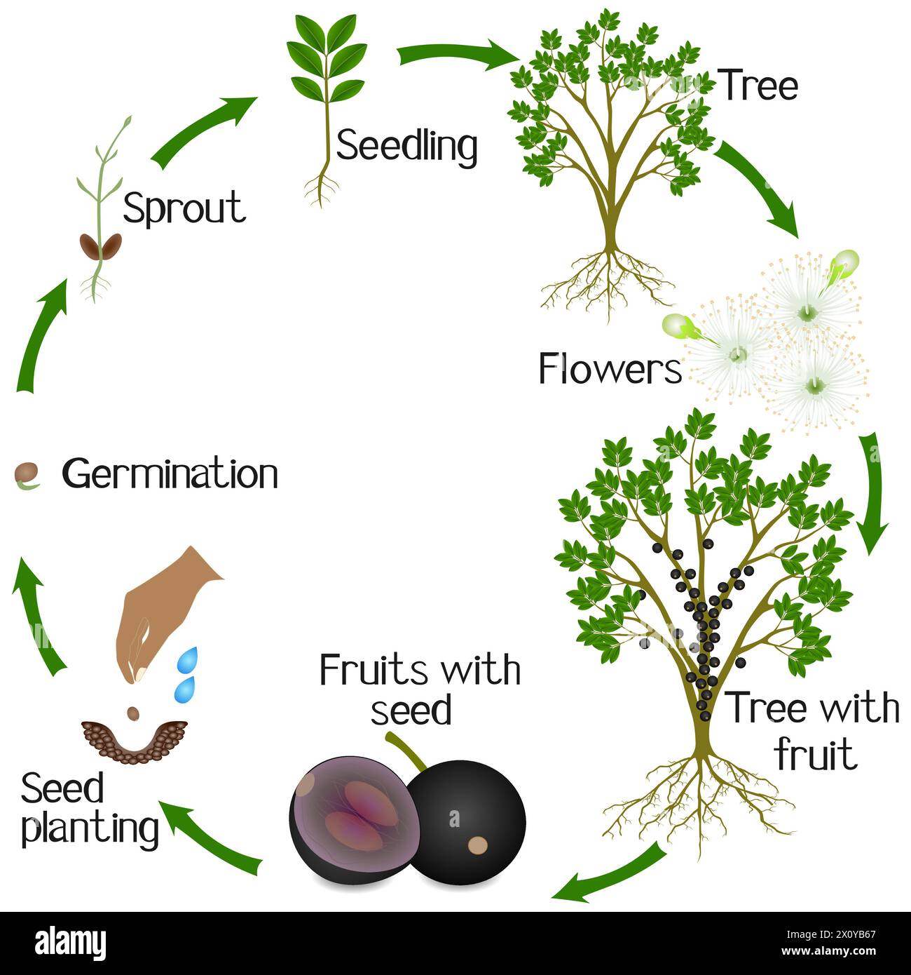 A growth cycle of jaboticaba brazilian grape plant on a white ...