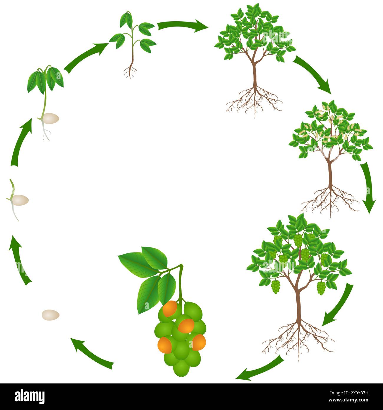 Life cycle of melicoccus bijugatus spanish lime or ginepa, mamoncillo ...