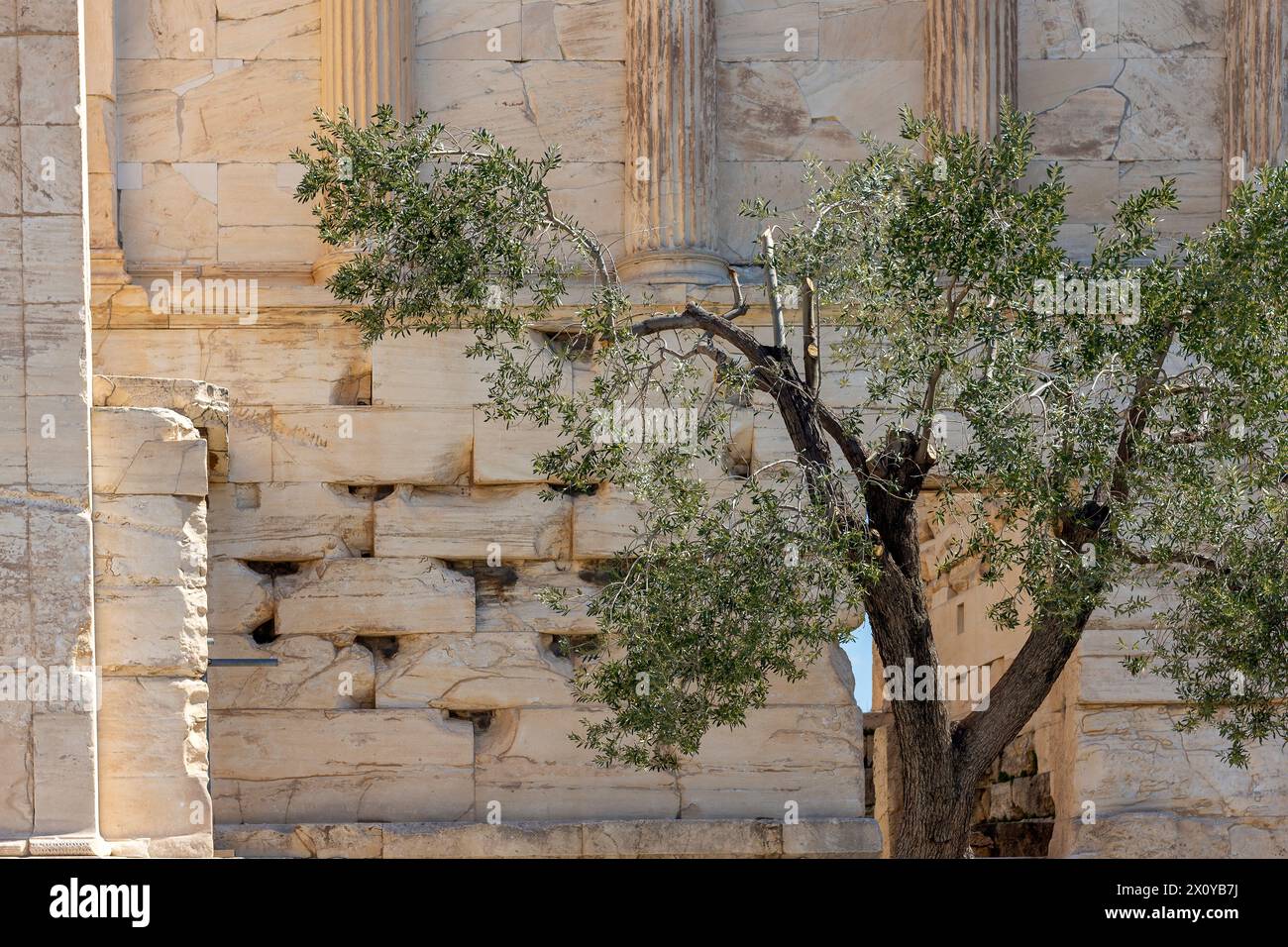 Athena Goddess Olive Tree ATHENA – Lucyellis123