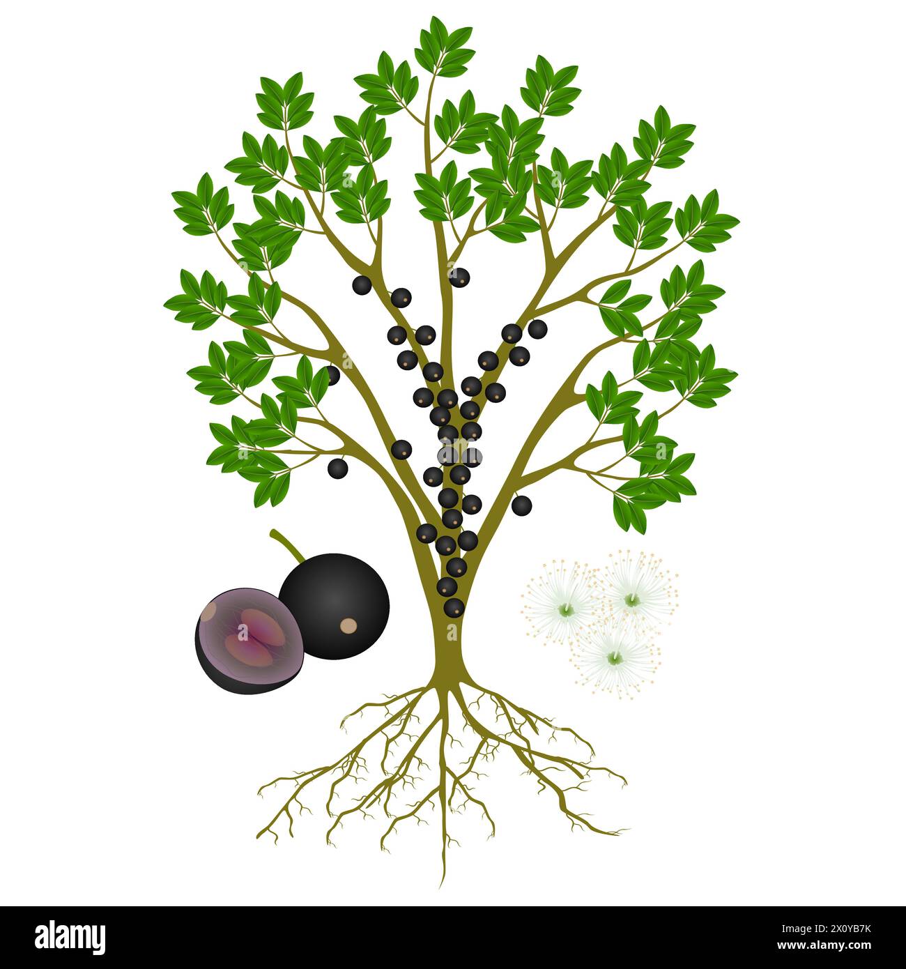 Jaboticaba fruits Stock Vector Images - Alamy